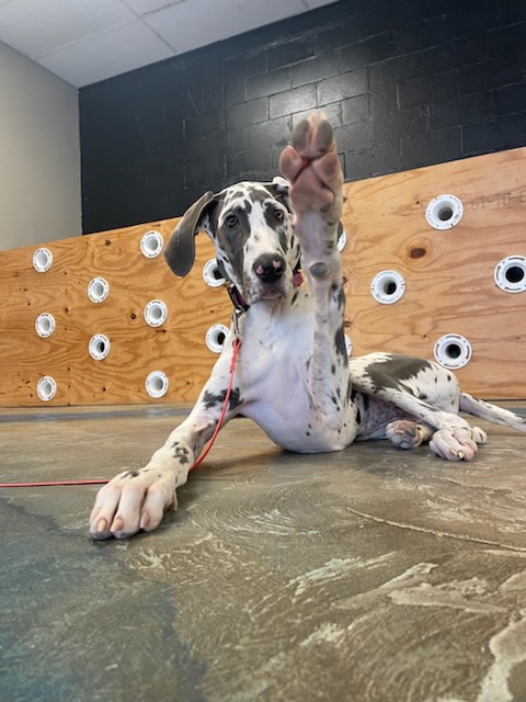 Bronze Package | Bulletproof Dog Training